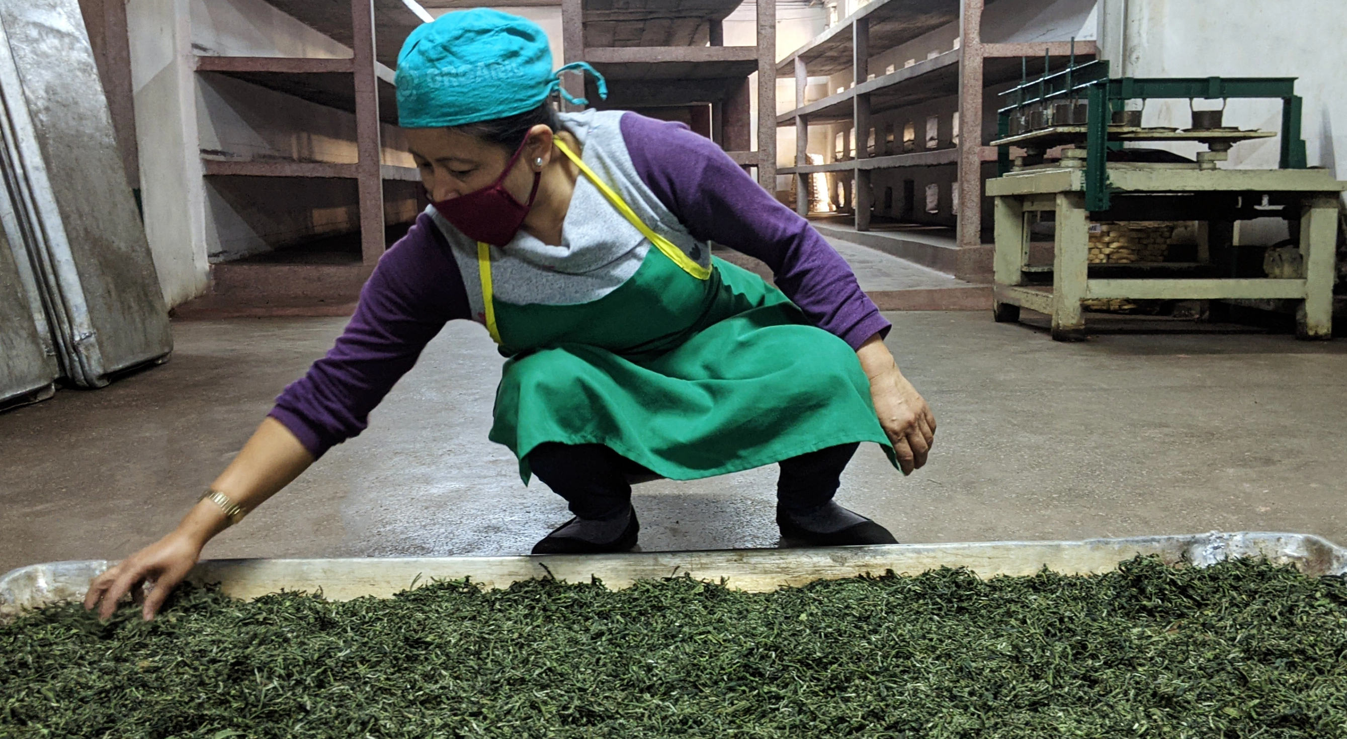 Distinctive Processes- Makaibari USA – Makaibari Tea USA
